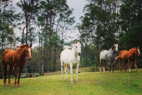Horse Riding | Tunnel Ridge Ranch Sunshine Coast